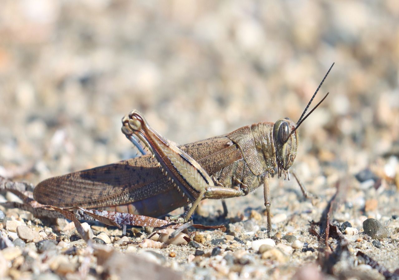 Cambridge researchers find way to prevent locust swarms expected to ...