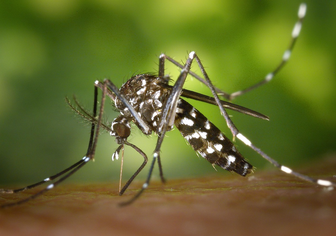 London Looks a Cosy Home for Asian Tiger Mosquito Spreading Dengue ...