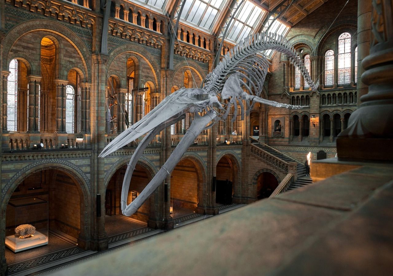 London’s Natural History Museum is hosting yoga classes inside the ...
