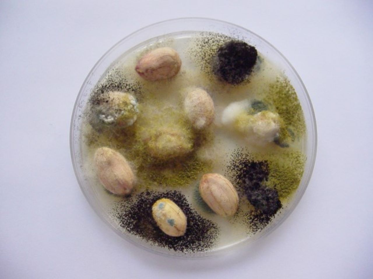 Cacahuates en México podrían tener toxinas por hongos, advierten ...