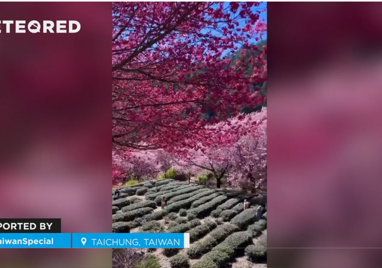 ¡Los colores de la primavera llegan a Taiwán! Así están los cerezos en ...