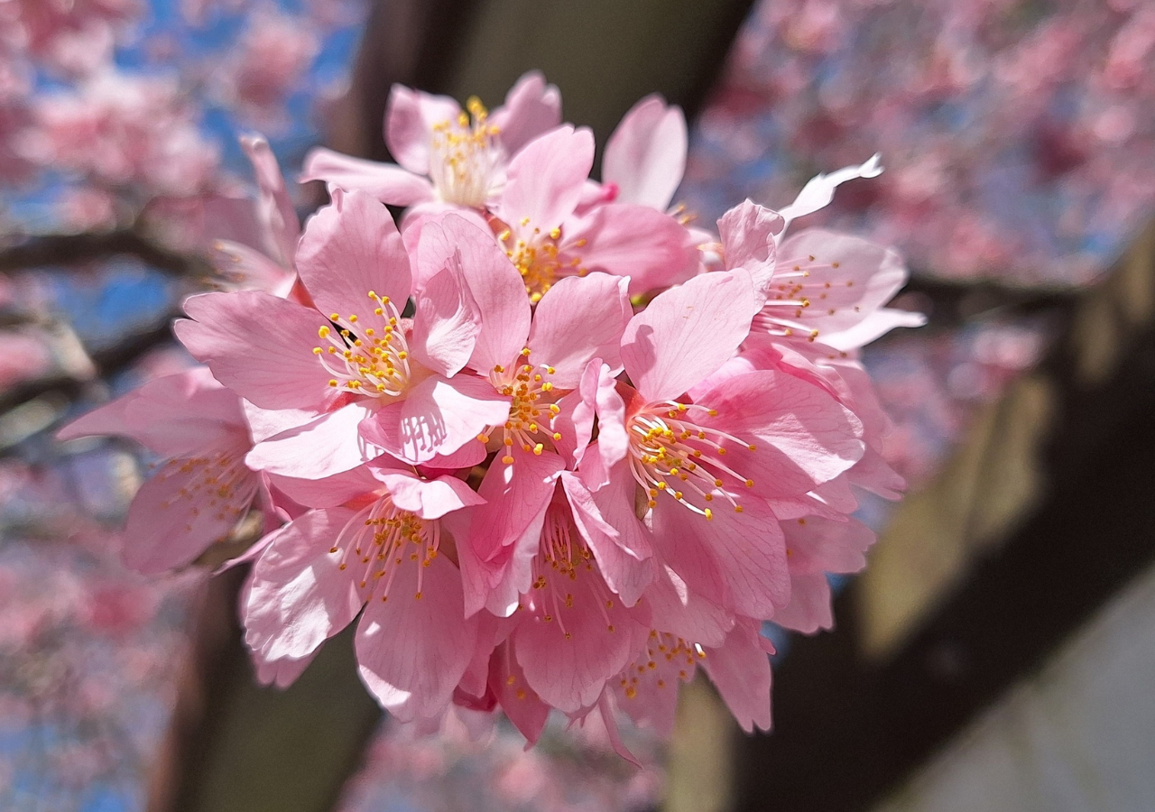 Flor De Cerezo Primaveral La Floración De Los Cerezos: El Arte Que