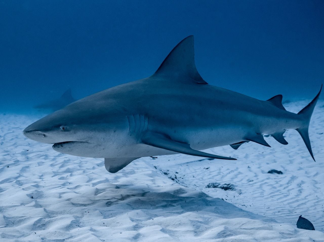 Os tubarões estão em risco de extinção devido à pesca. Um novo estudo ...