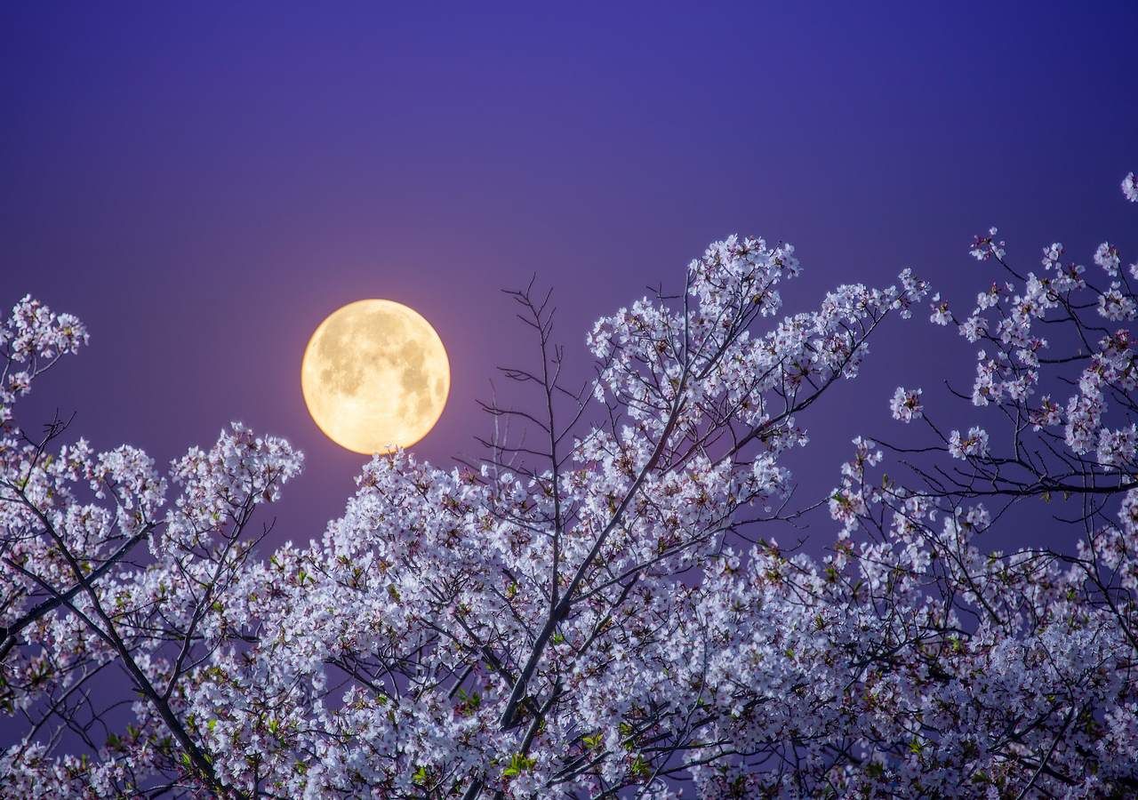 Mañana la espectacular 'Luna de flores' iluminará el cielo, así podrás ...