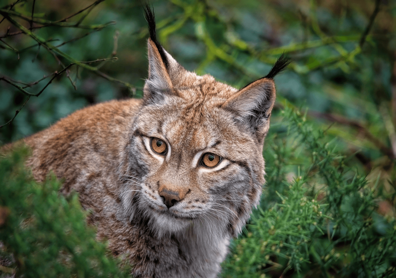 Lynx reintroduction increasingly popular with public, poll reveals