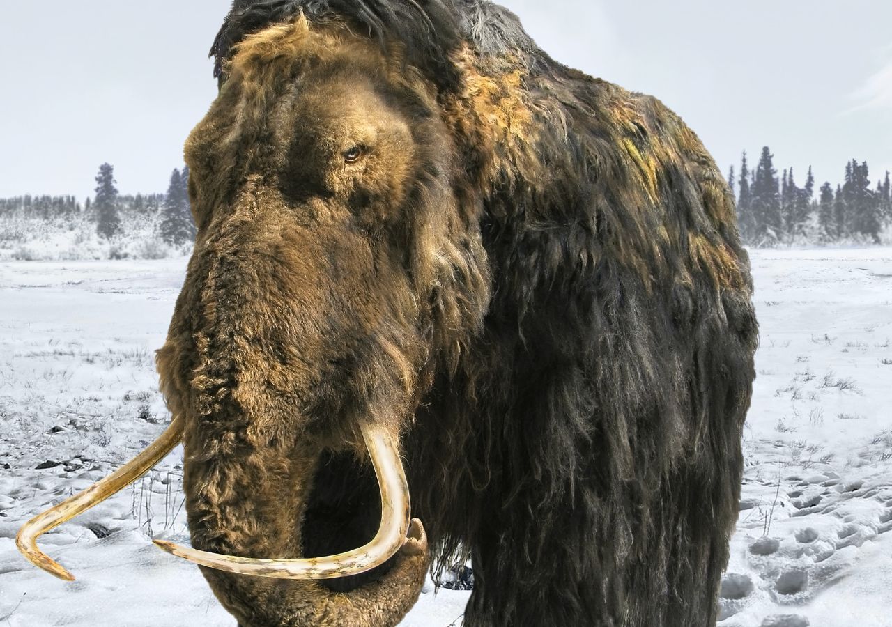 Mamutes ou auroques, duas espécies colossais extintas que a ciência ...