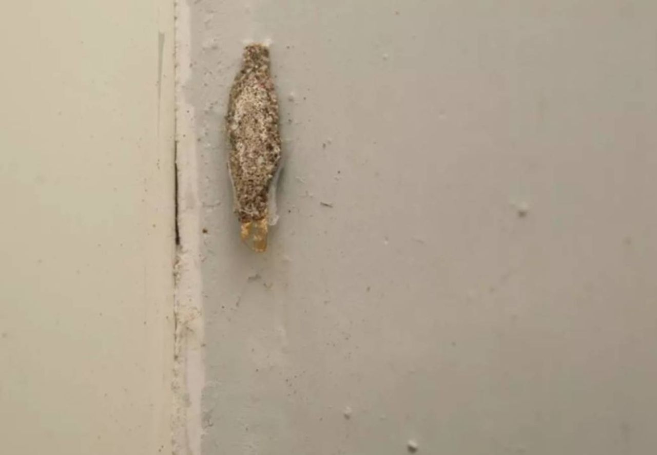 Keep your home free of moths: Prevention is essential against insect ...