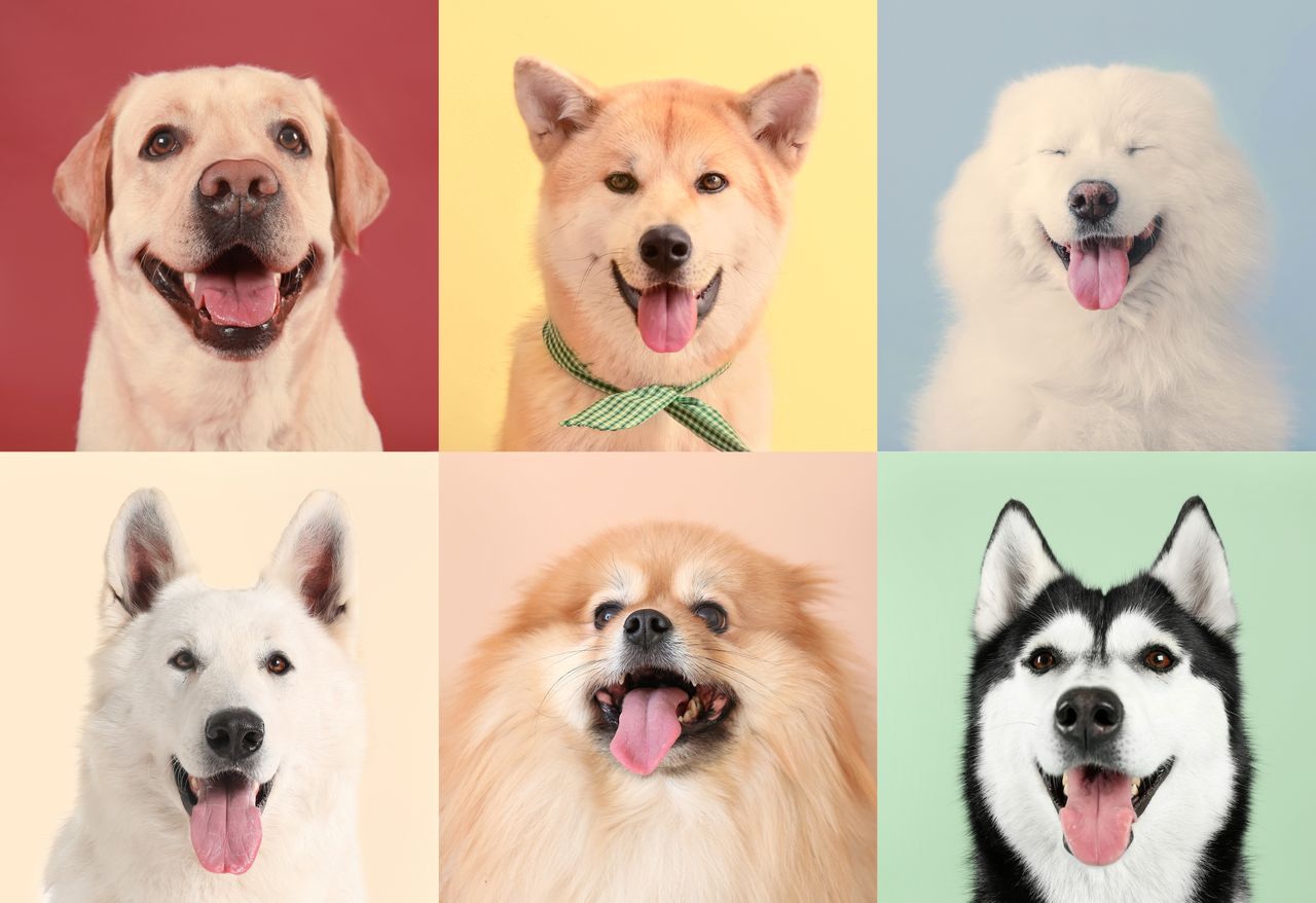 Many Dog Breeds Carry Traces Of Wolf DNA