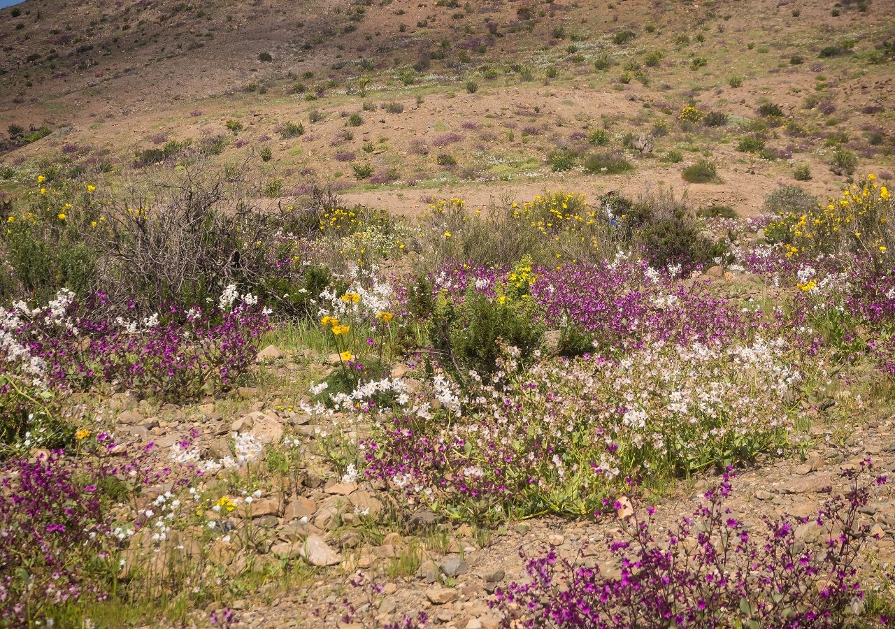 Sta per iniziare la spettacolare fioritura del deserto più arido del mondo