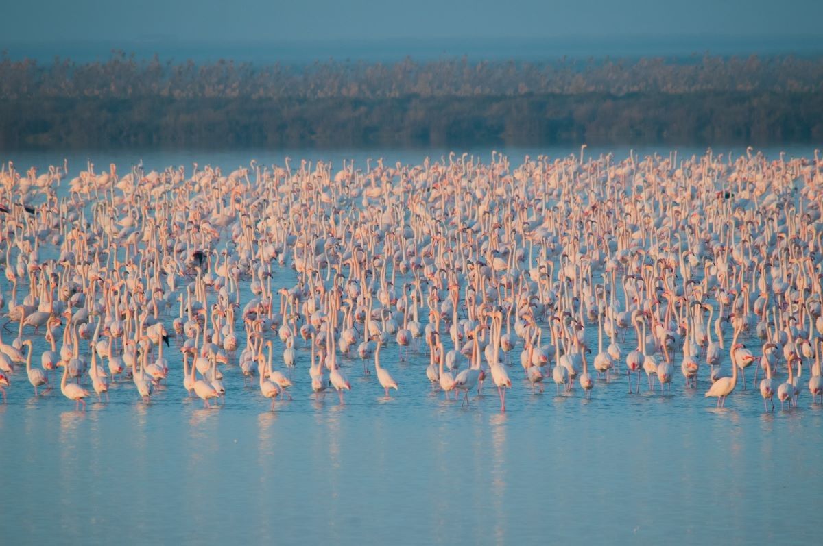 La marisma de Doñana se inundará con agua salobre a finales de siglo ...
