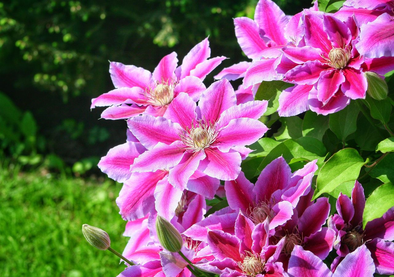 Más bonita que la buganvilla y casi indestructible: resistente al sol ...