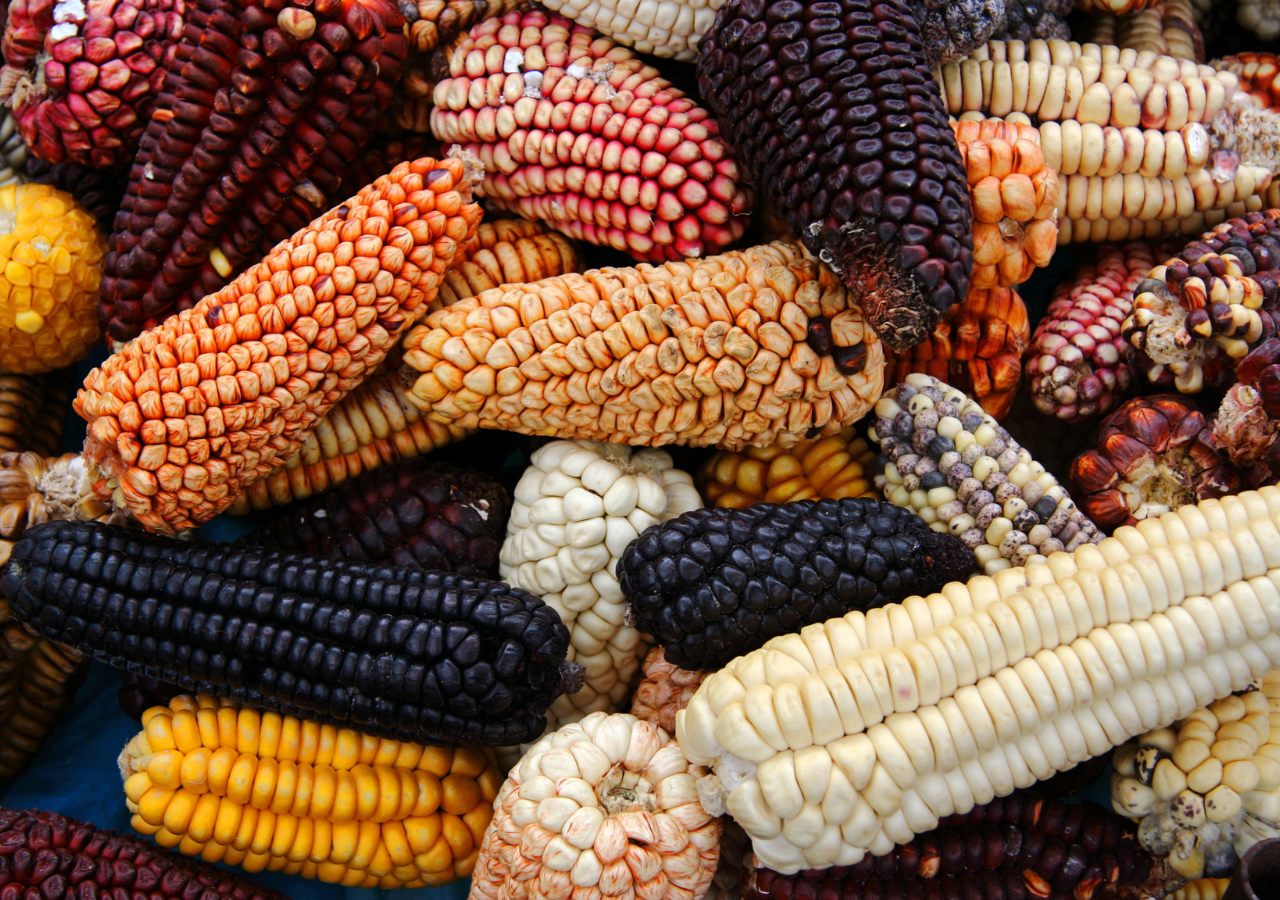 Más de 60 razas de maíz nativas en México: así se adaptan al clima y la ...