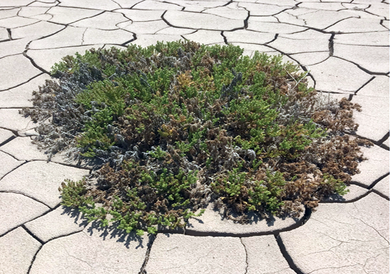 Especialistas de Harvard revelam como certas plantas do deserto evacuam o excesso de sal para ...