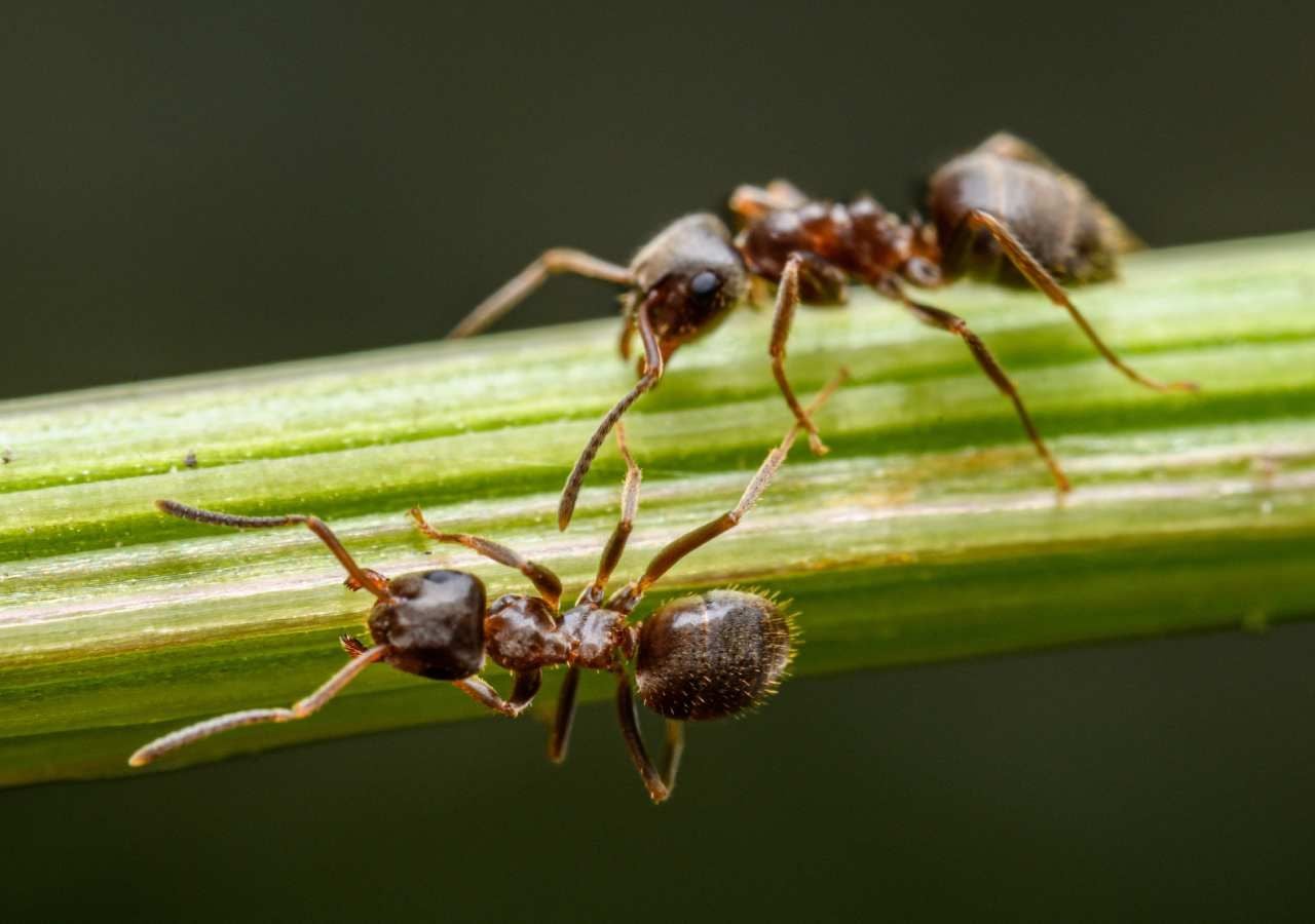 Messor ibericus: um modelo inédito de reprodução entre espécies de formigas