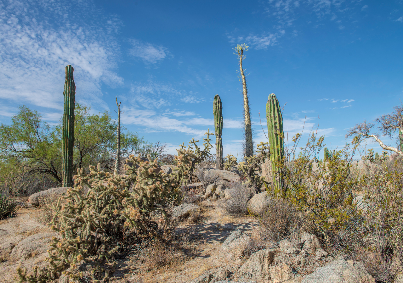 ¡México las tiene! Las 5 joyas botánicas endémicas que solo florecen en ...