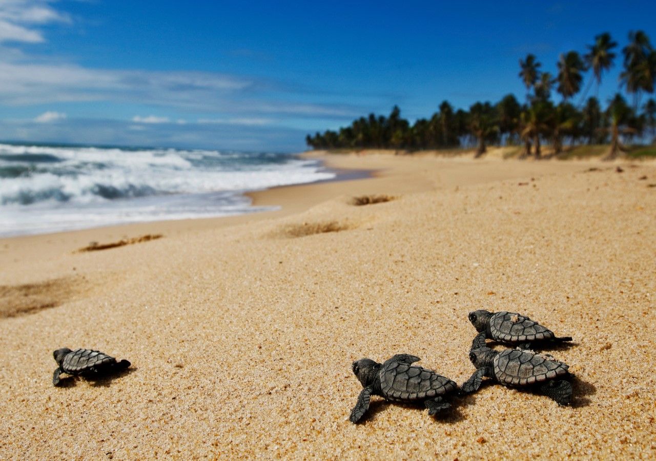 Migrating turtles often don't know where they're going, research finds