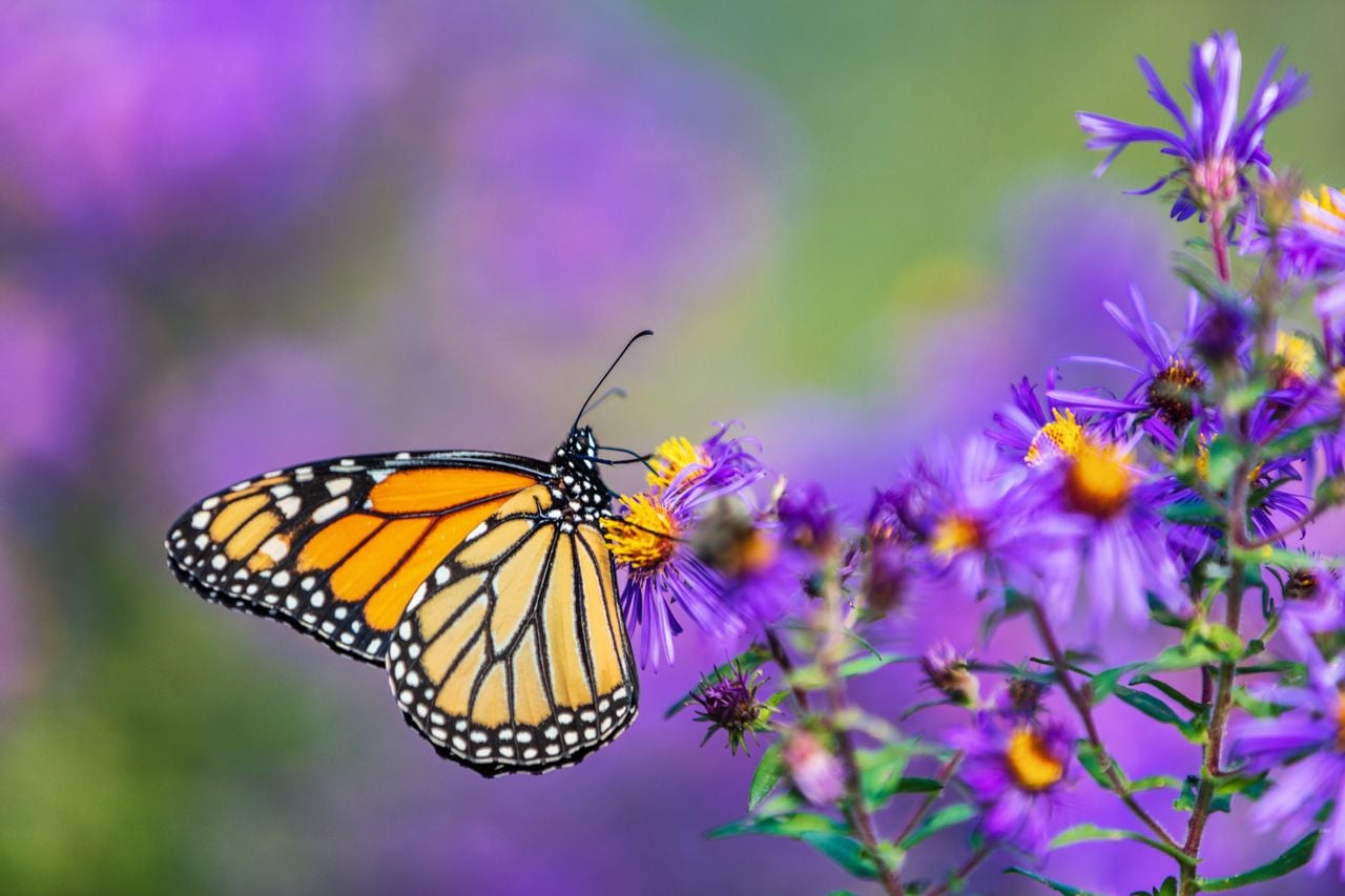 Monarch butterflies’ winter habitat is slowly being destroyed by ...