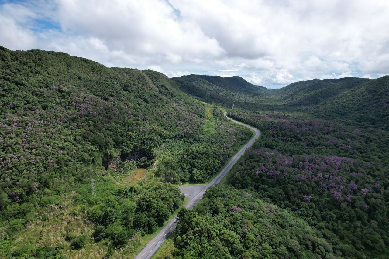 Monitoramento florestal em São Paulo cobre mais de 1,7 milhão de ...