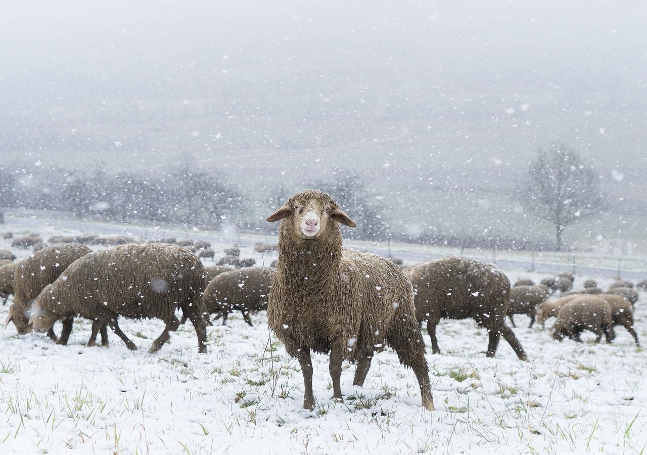 More snow ahead as Arctic blast of cold returns