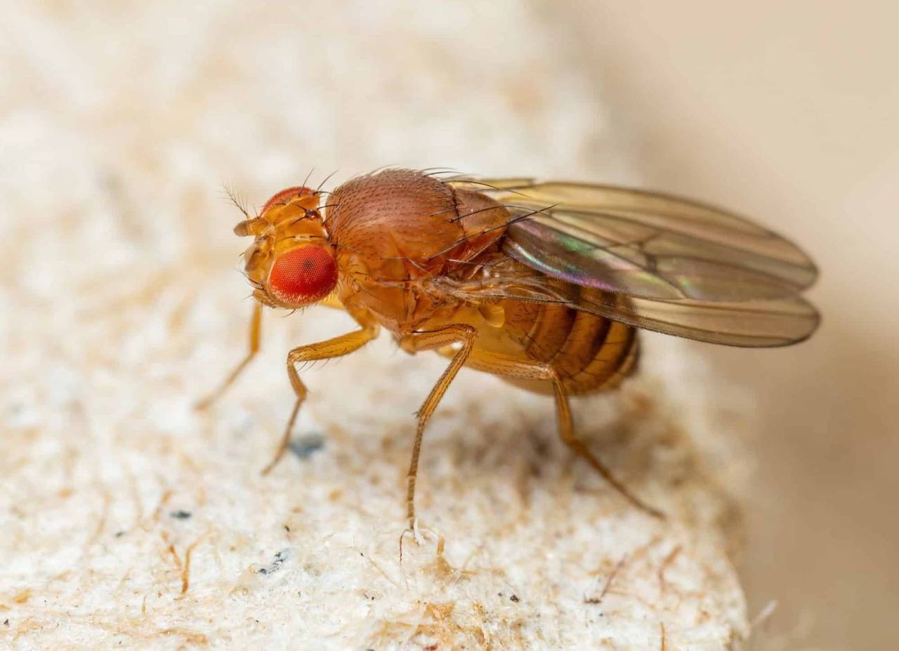 Flies in space: China sends insects to assess the impacts of ...