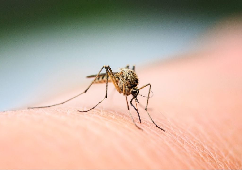 Mosquitoes have adapted to deforestation by feeding on people more often