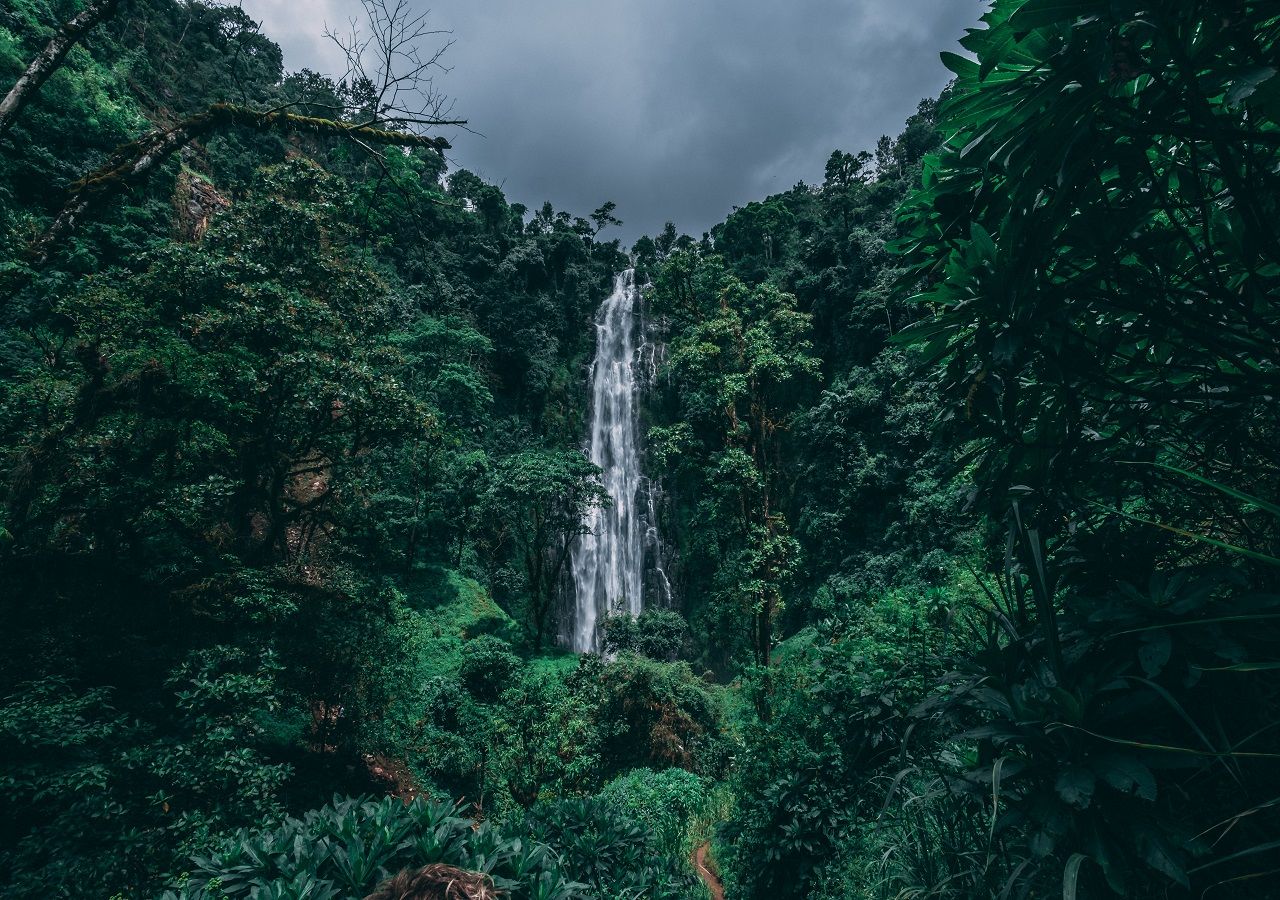 Mountain forests store "surprisingly high" levels of carbon, study finds
