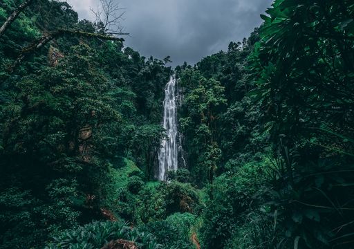 Montane Forest NCC: Land Lines A Walk In The Woods: Montane Forest