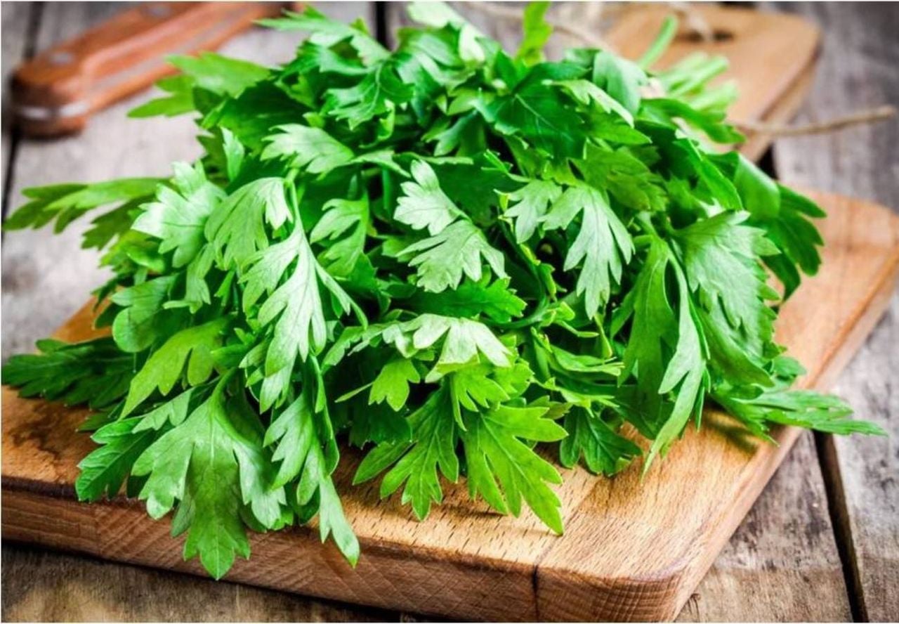 Não confunda salsa com coentros! Veja as diferenças entre estas ervas