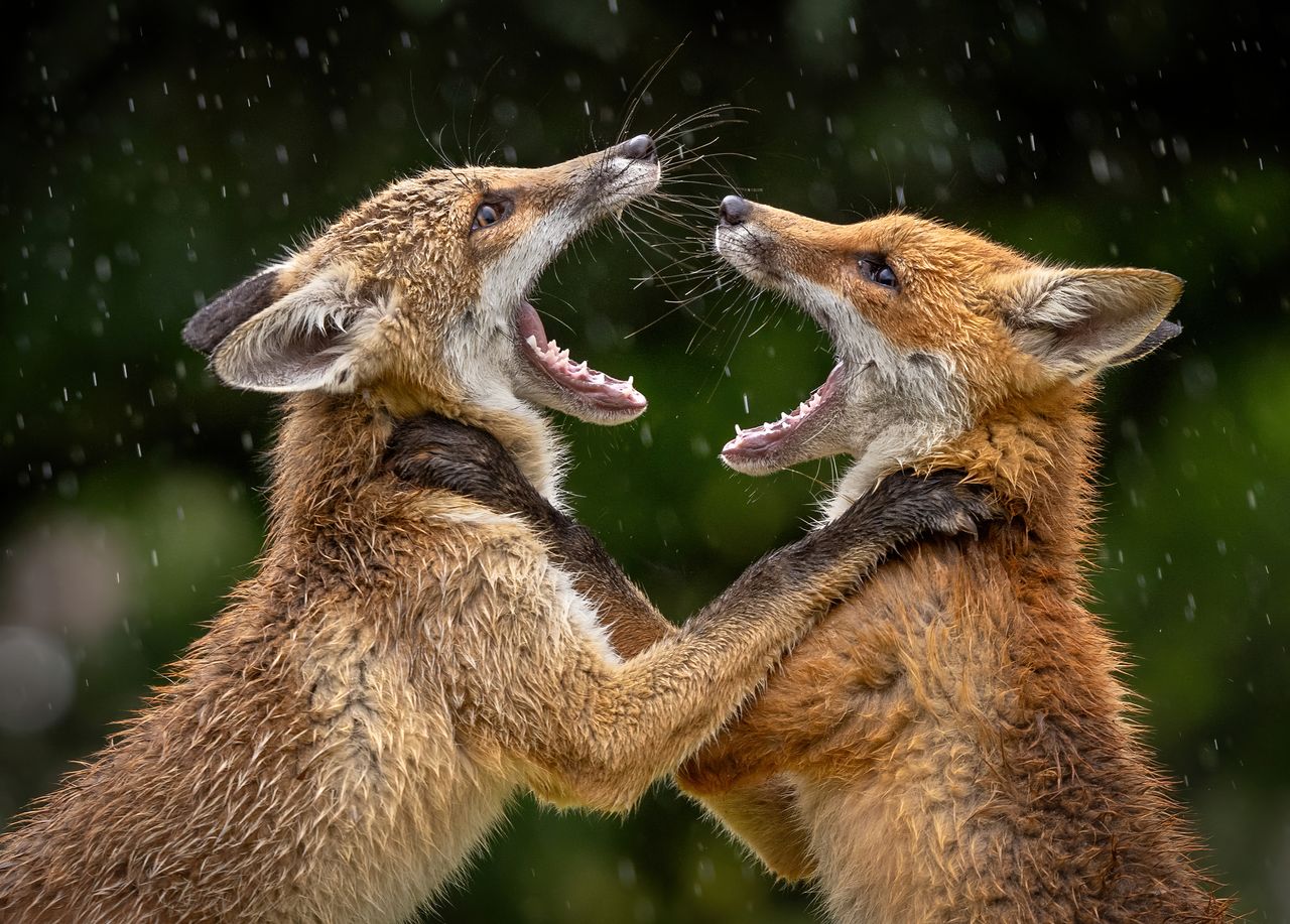 Nature images steal limelight in UK photographic competition