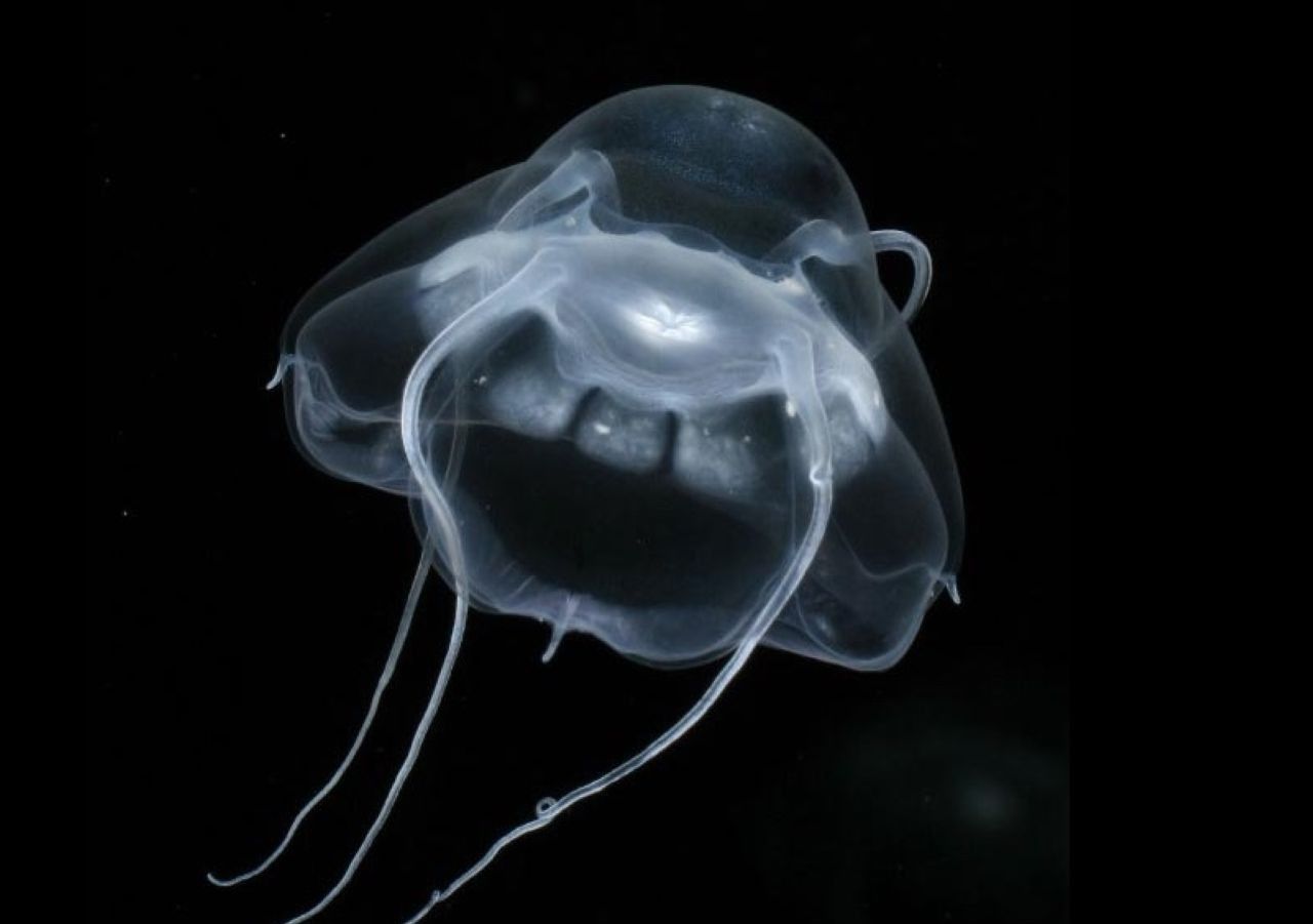 Un misterioso animal vive en las profundidades del Mediterráneo: se ...