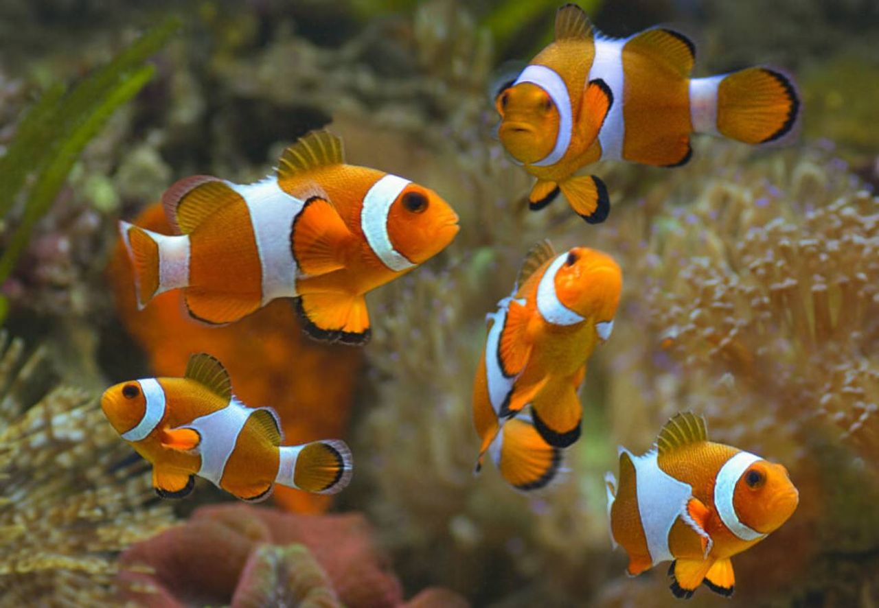 Nemo se encoge: el pez payaso se hace más pequeño para sobrevivir al calor oceánico