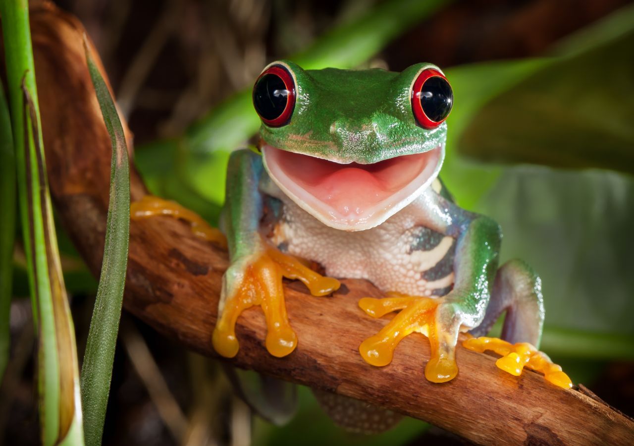 New frogs sound like Star Trek: Researchers discover 7 new species in ...