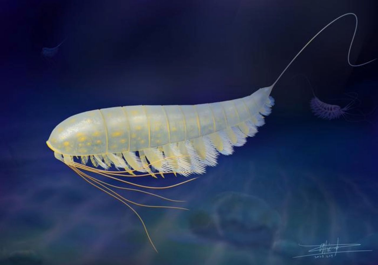 New fossil arthropod displays incredible 3D preservation in sparkling ...