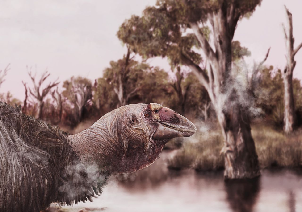 New fossil evidence of the grand goose of the Pleistocene unearthed in ...