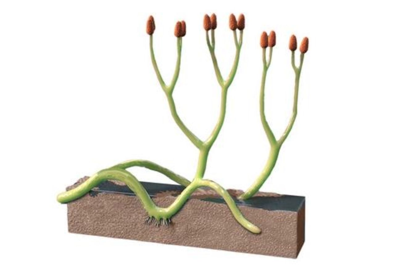 New species of ancient fungus discovered in a 407-million-year-old ...
