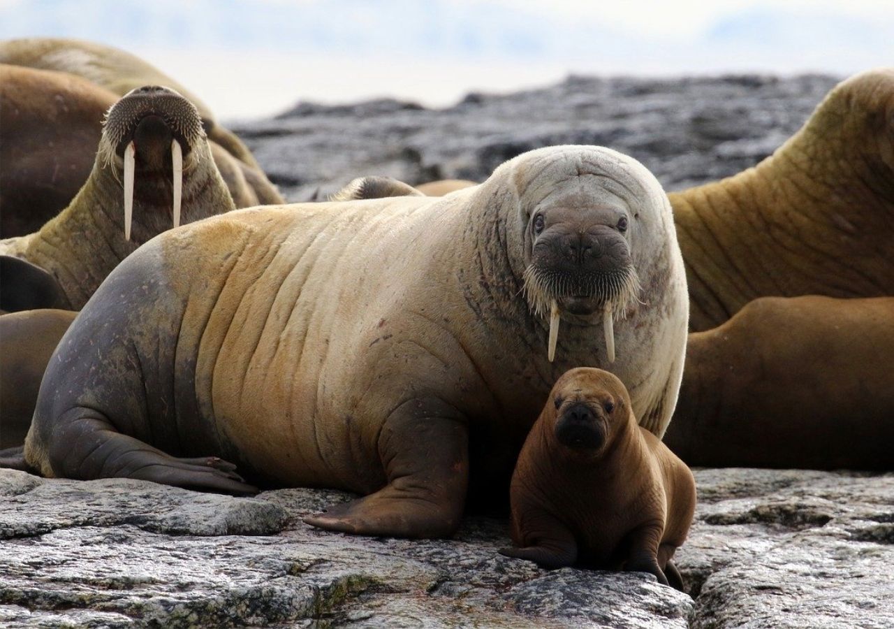 Walrus Female And Young Walruses Rely On Arctic Sea Ice For