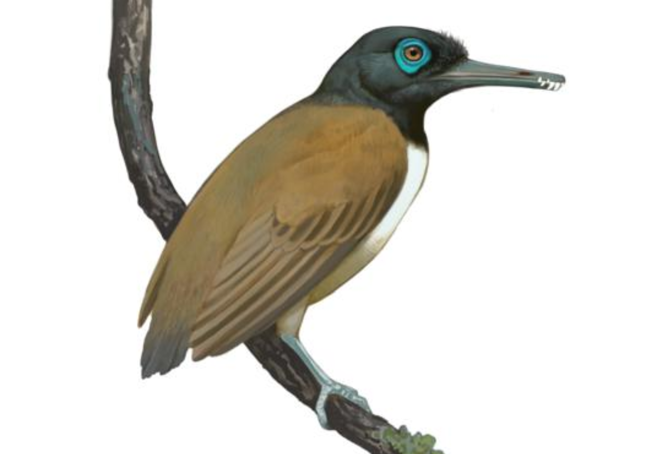 With strong, pointy, teeth, what did this prehistoric bird eat?