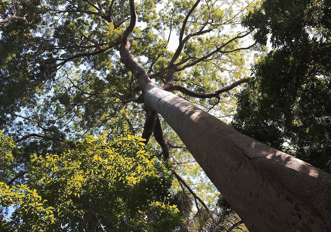 Tropical Rainforest Tree Leaves