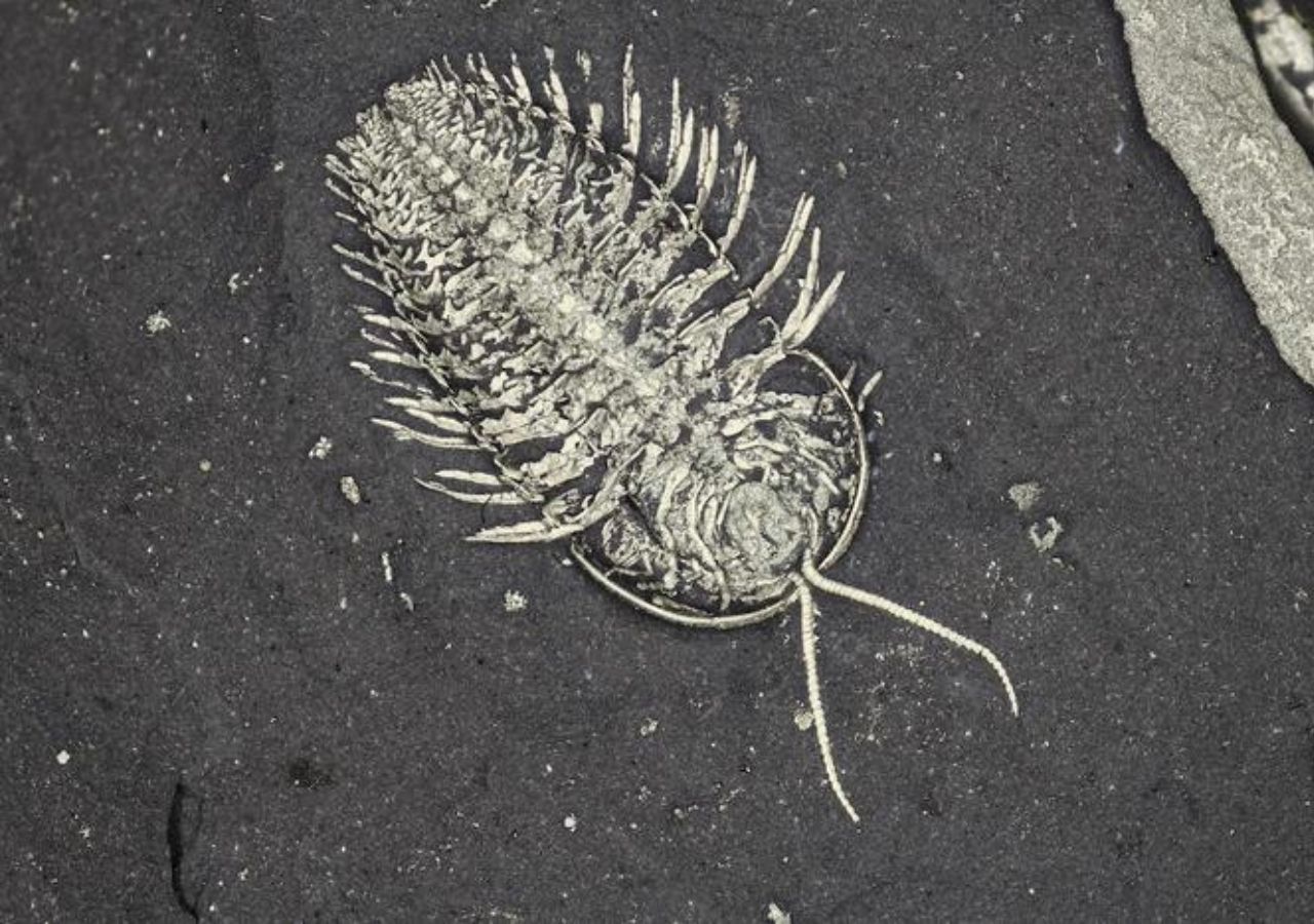 New Trilobite fossils discovered in Upstate New York reveal an ‘extra ...