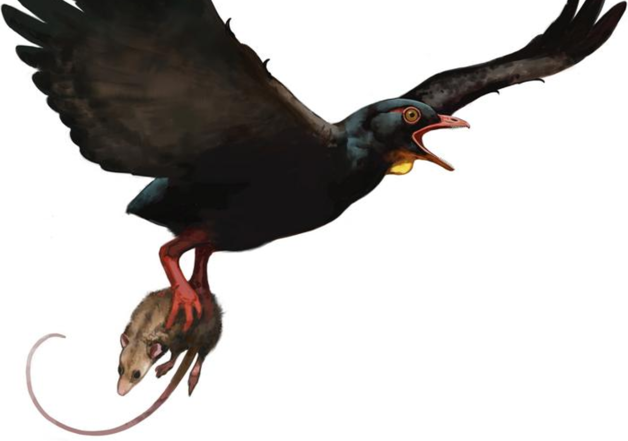 Newly discovered birds from the Cretaceous would have carried prey like ...