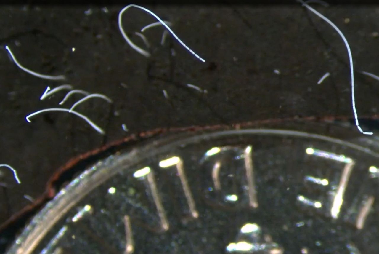 Newly-identified world's largest bacteria can grow as long as a peanut