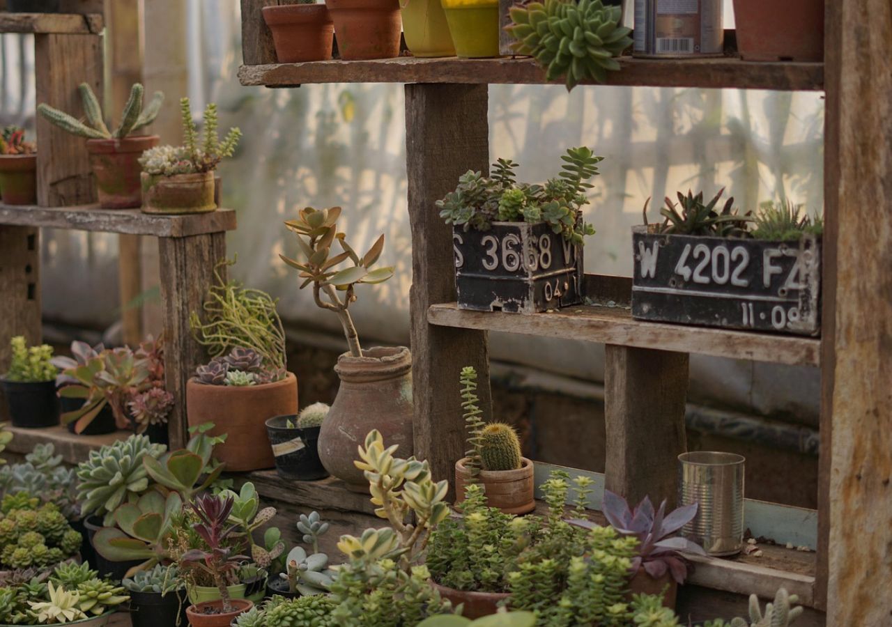 No more tiny bugs: 3 easy ways to protect houseplants from flies