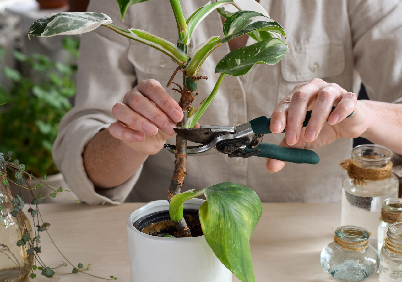 No tires esa rama rota: la guía para propagar plantas por esquejes en ...