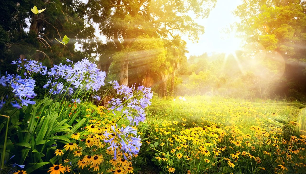 Not Even Scorching Heat Can Stop Them: 5 Potted Plants That Love Full Sun