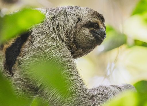 Week-end prochain : vers un risque de gel sur la France