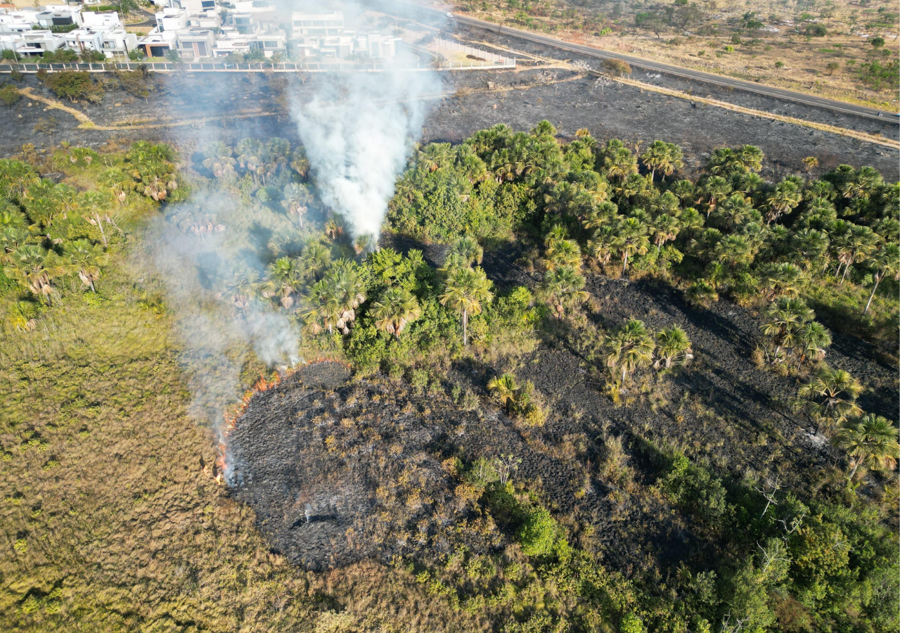 O desmatamento no Cerrado emitiu 135 milhões de toneladas de CO2. A ...