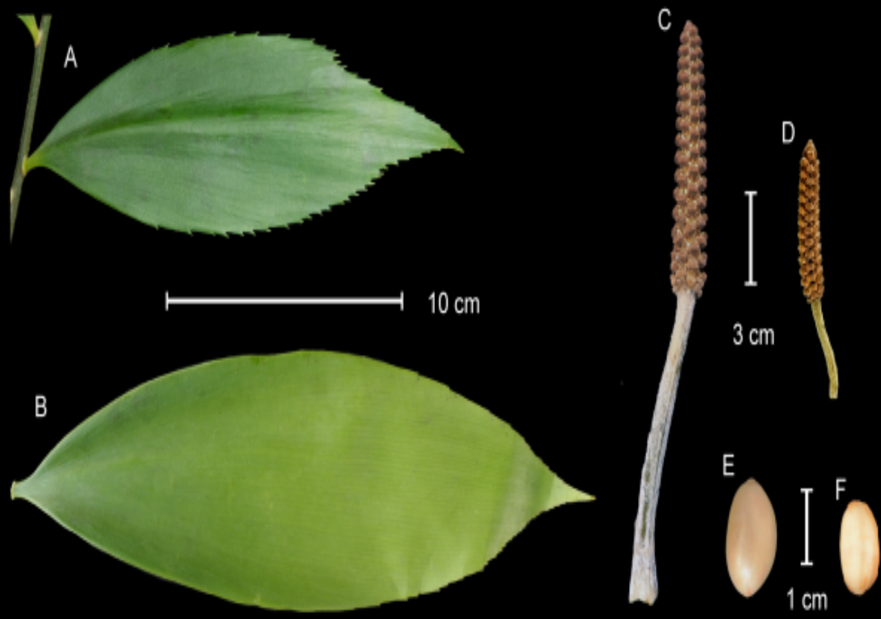 O fóssil vivo da Amazónia: descoberta planta que sobreviveu à era dos ...
