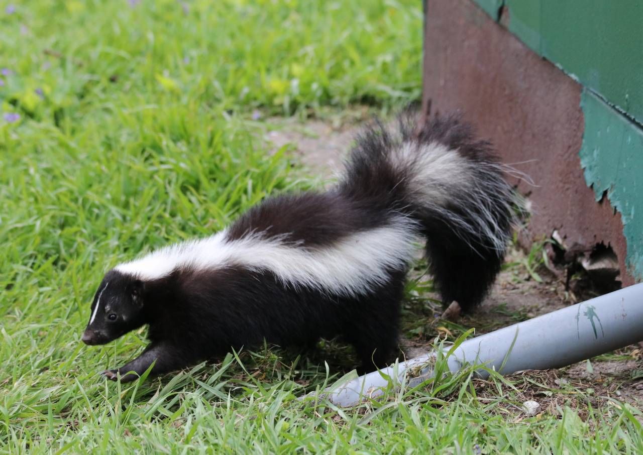 Unpleasant Smells: Meet the 8 Smelliest Animals in Nature