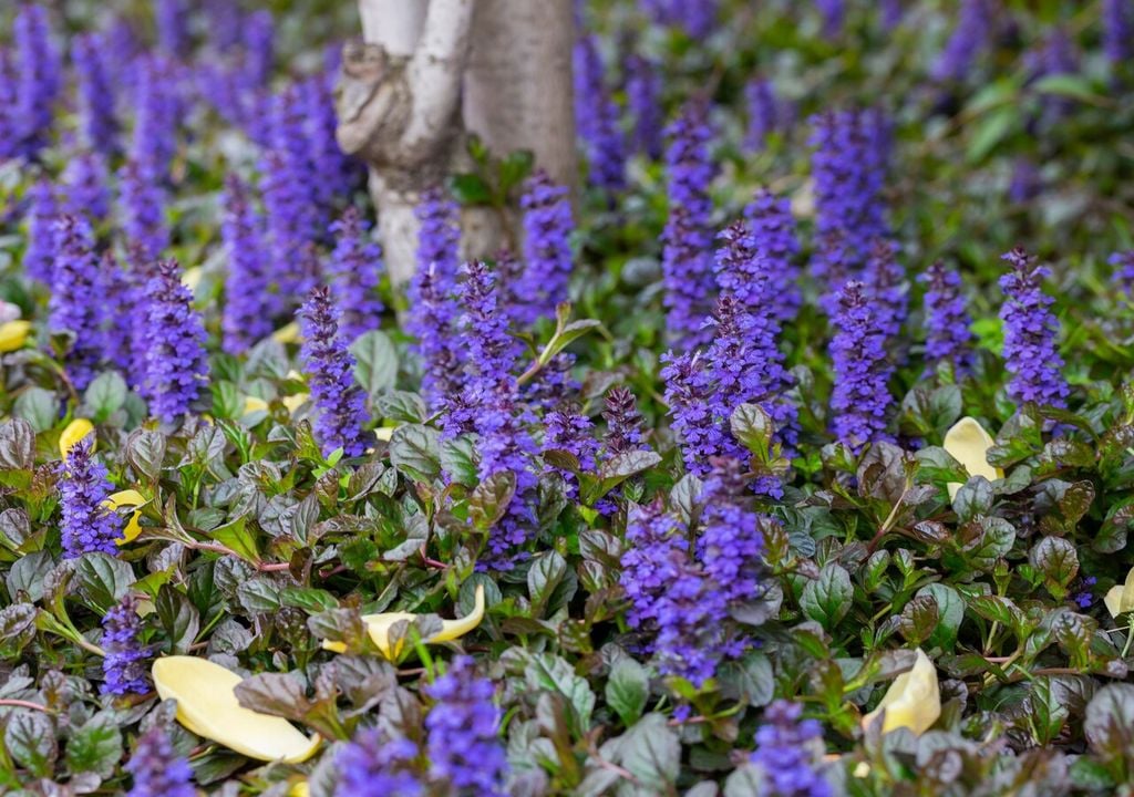 Olvídate del césped: 6 Plantas que cubren el suelo y necesitan pocos ...