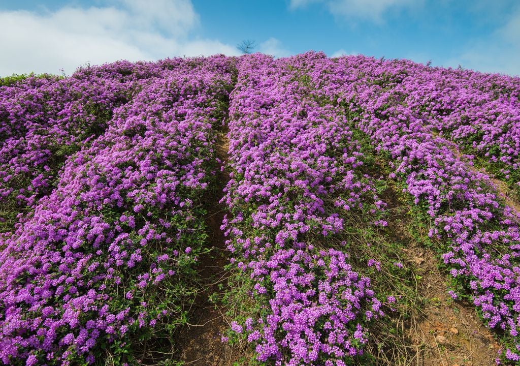Olvídate del césped: 6 Plantas que cubren el suelo y necesitan pocos ...